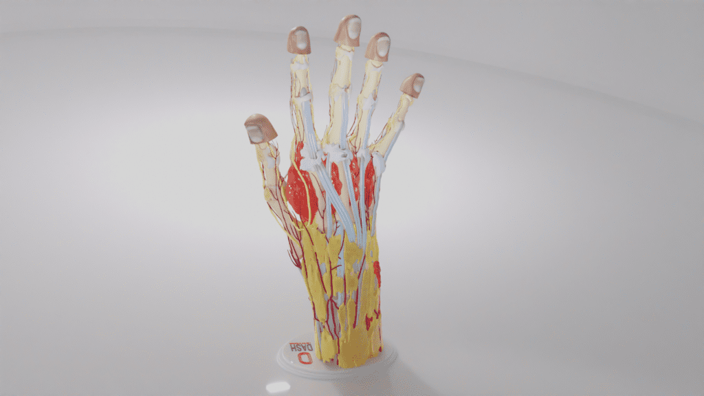 Hand Tissue Anatomical Model - DASH 3D