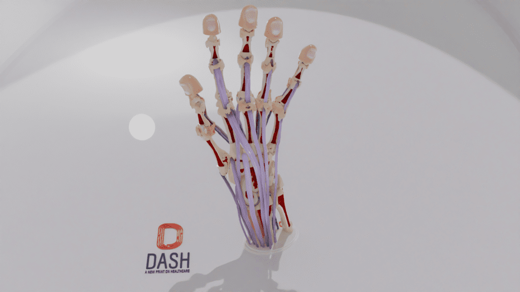 Hand Skeleton Anatomical Model - DASH 3D