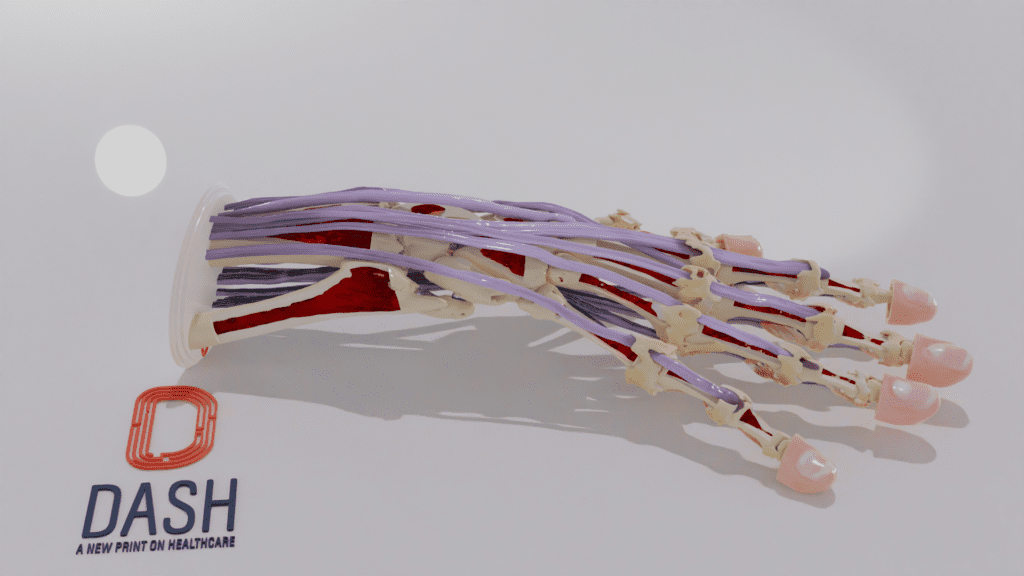 Hand Skeleton Anatomical Model - DASH 3D