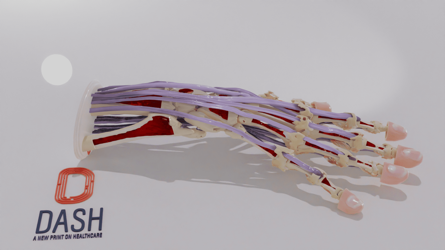 Hand Skeleton Anatomical Model - DASH 3D